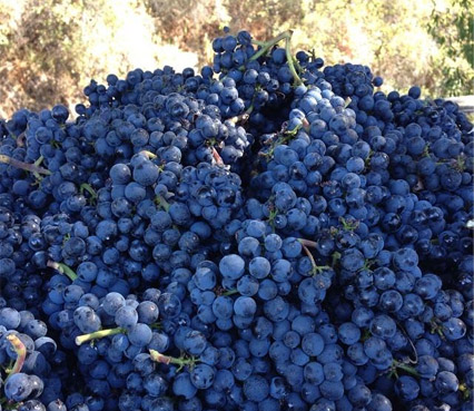 Joseph Swan Homepage ~ Joseph Swan Winery